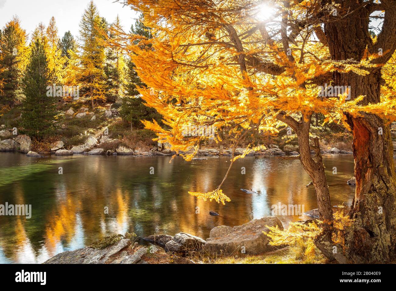 Alpine lake with larches in the fall Stock Photo - Alamy