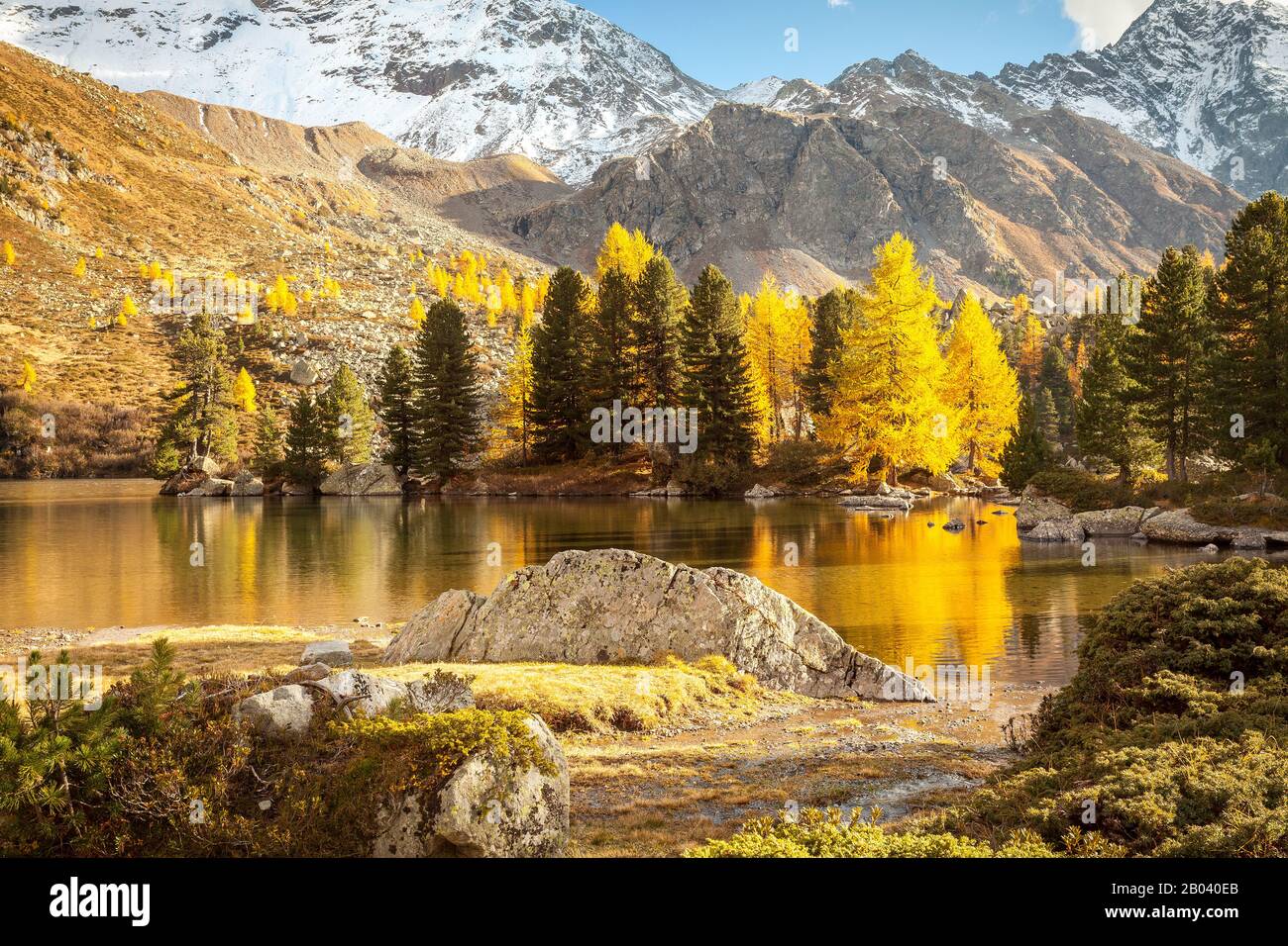 Larches in the fall hi-res stock photography and images - Alamy
