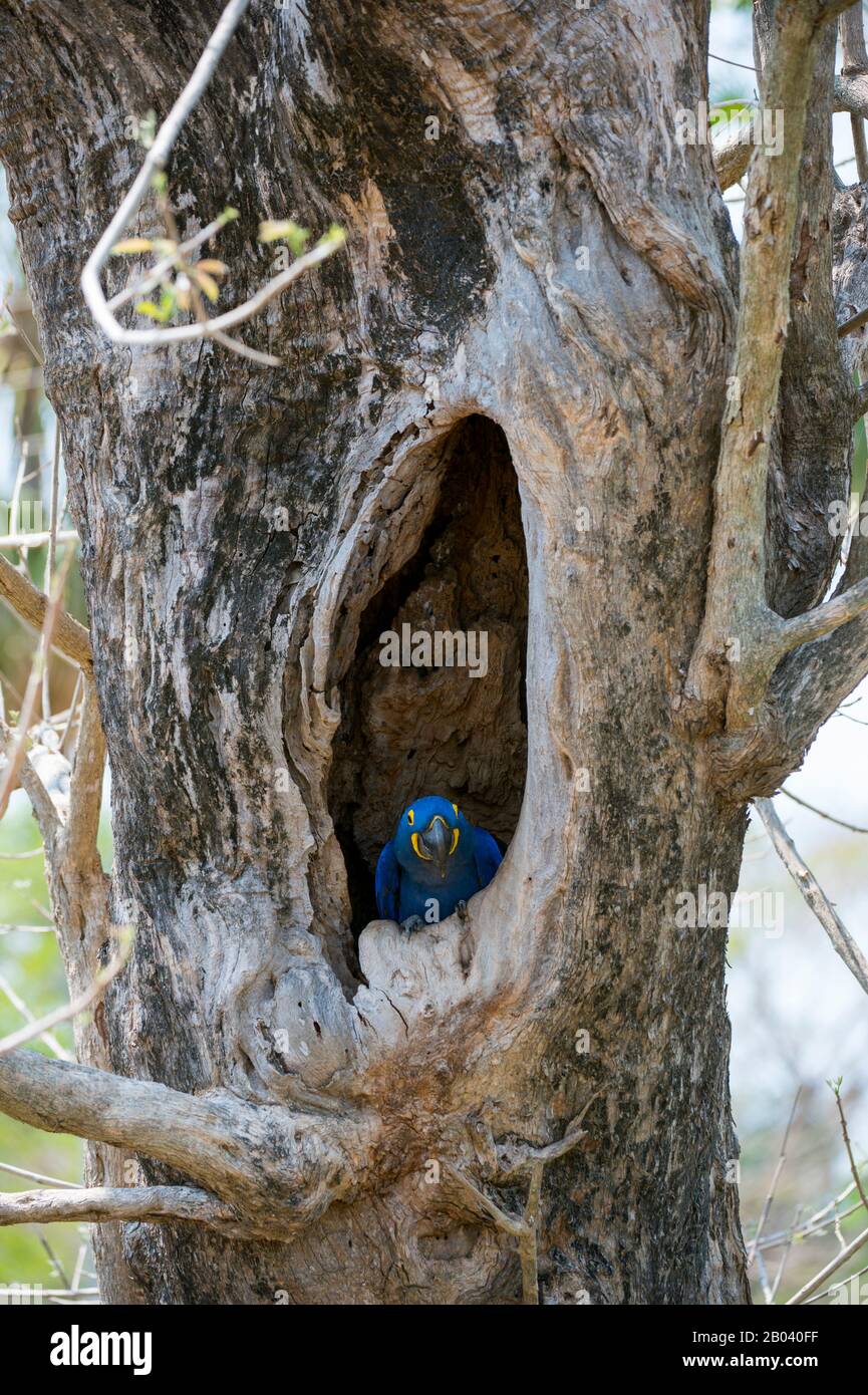Tree cavity bird hi-res stock photography and images - Alamy