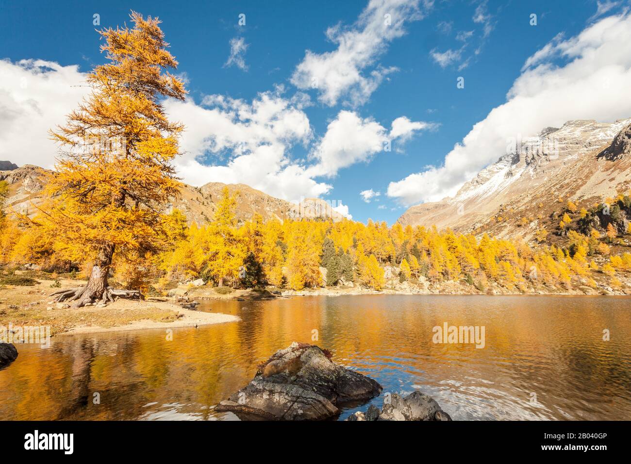 Alpine lake with larches in the fall Stock Photo - Alamy
