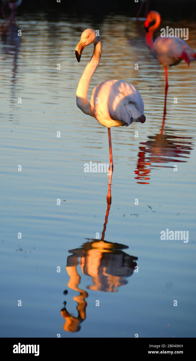 A Flamingo resting on one leg and preparing for sleep Stock Photo - Alamy