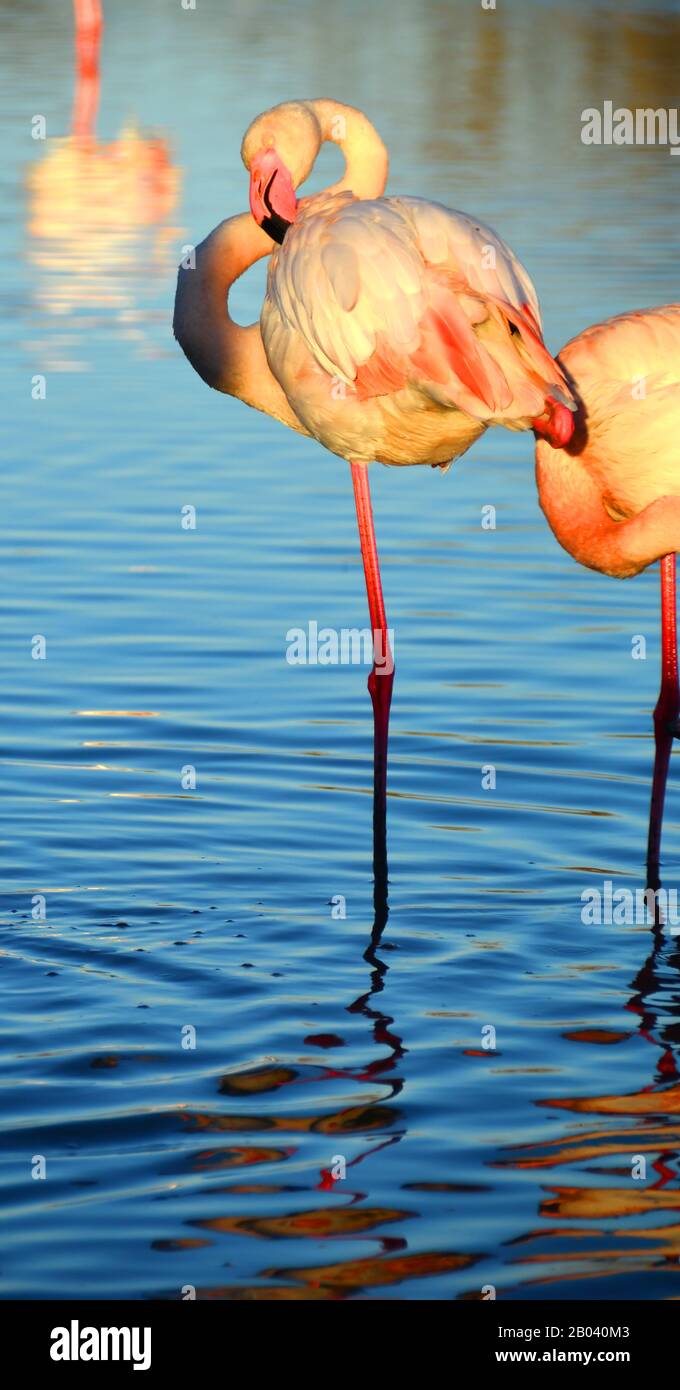 A Flamingo resting on one leg Stock Photo - Alamy