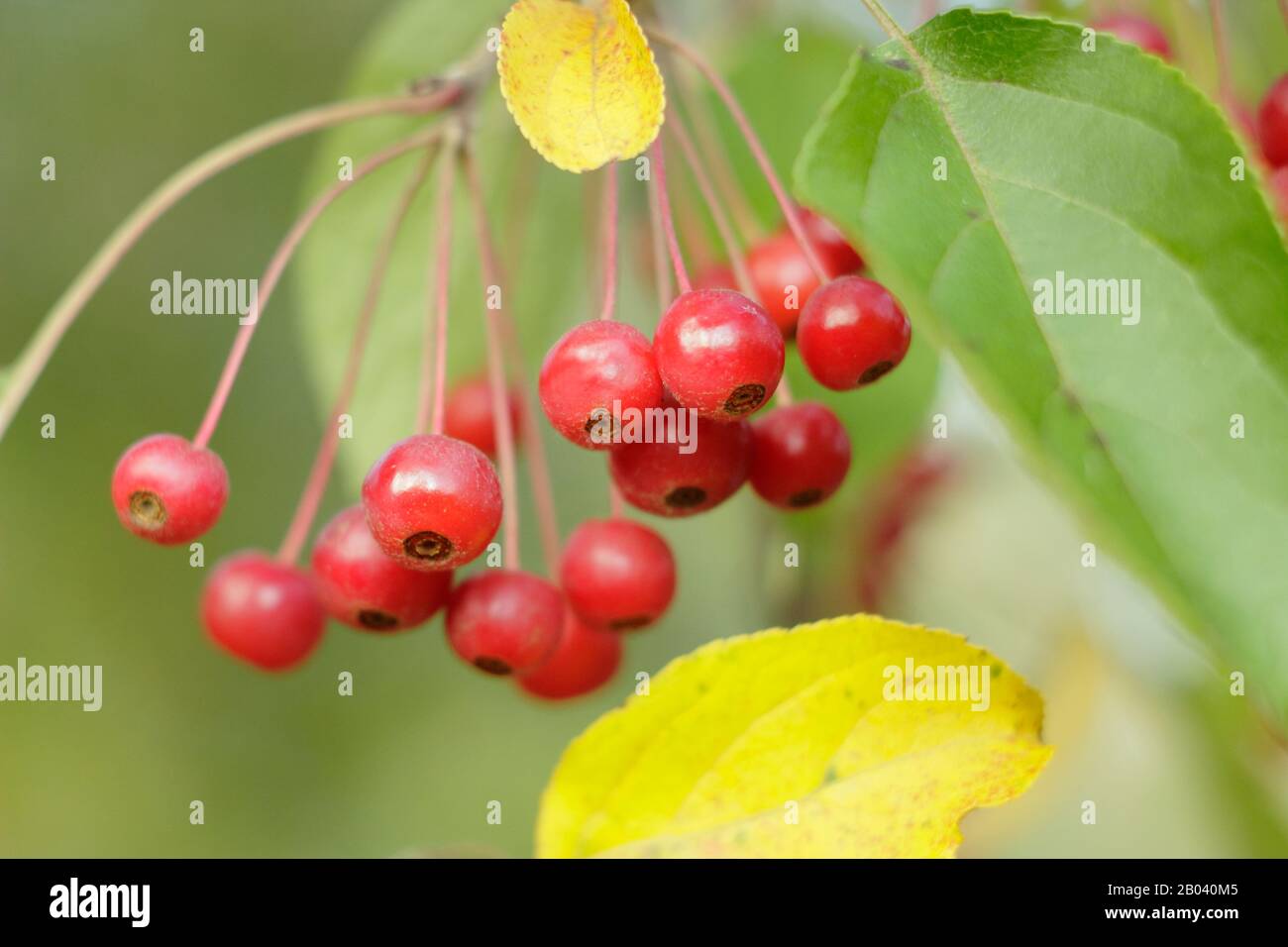 Crab apple tree hi-res stock photography and images - Alamy