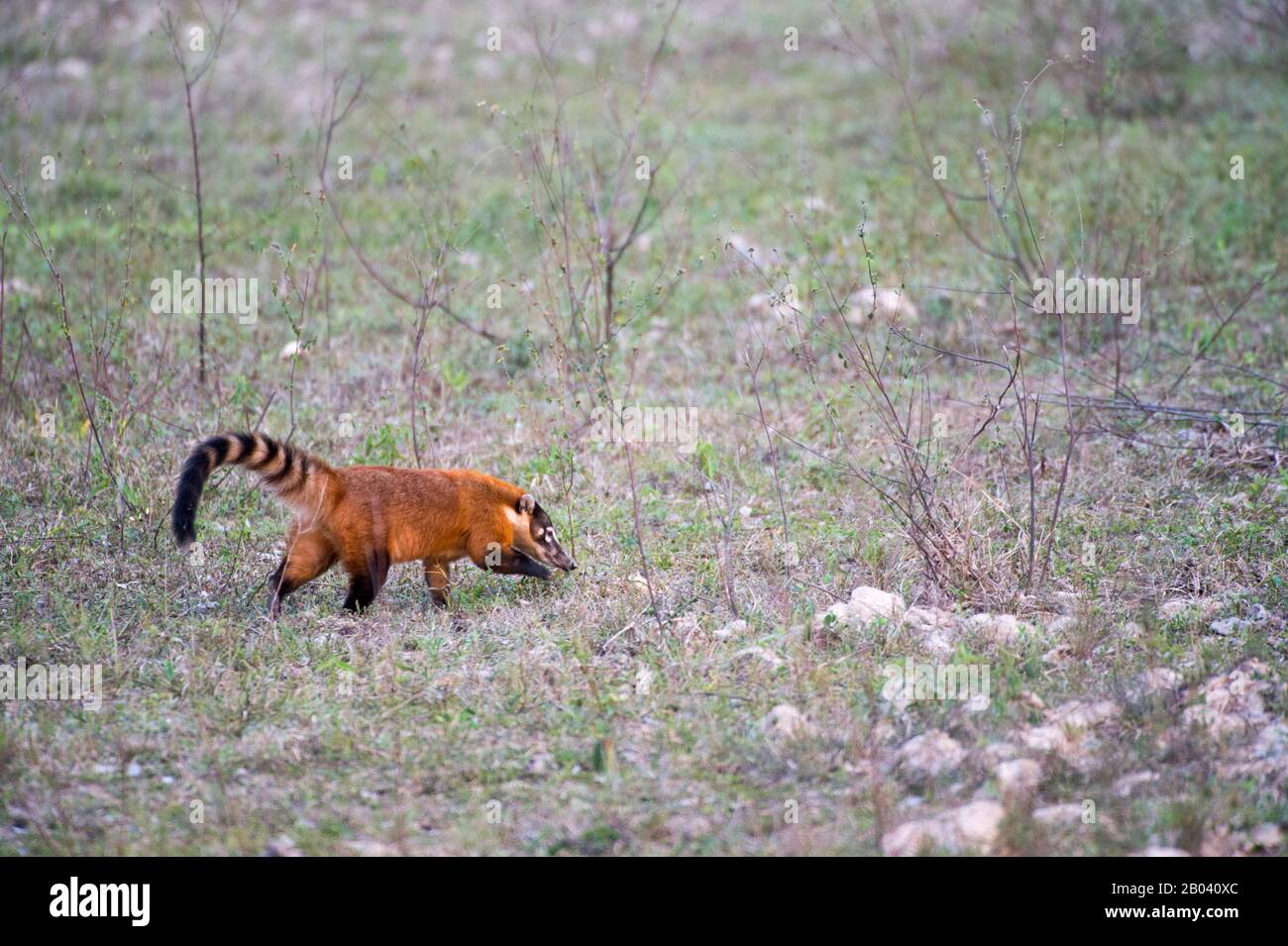 Coati, genera Nasua and Nasuella, also known as coatimundi at the Pouso ...