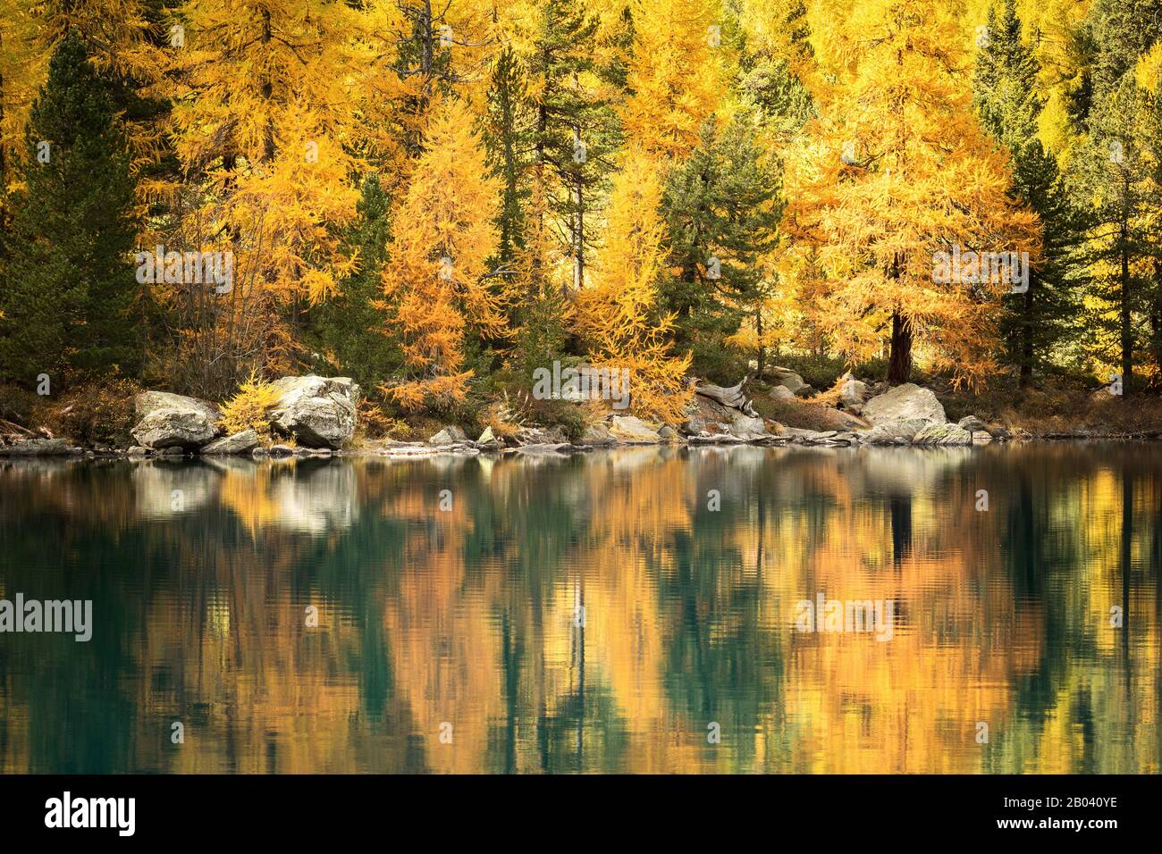 Larches in the fall hi-res stock photography and images - Alamy