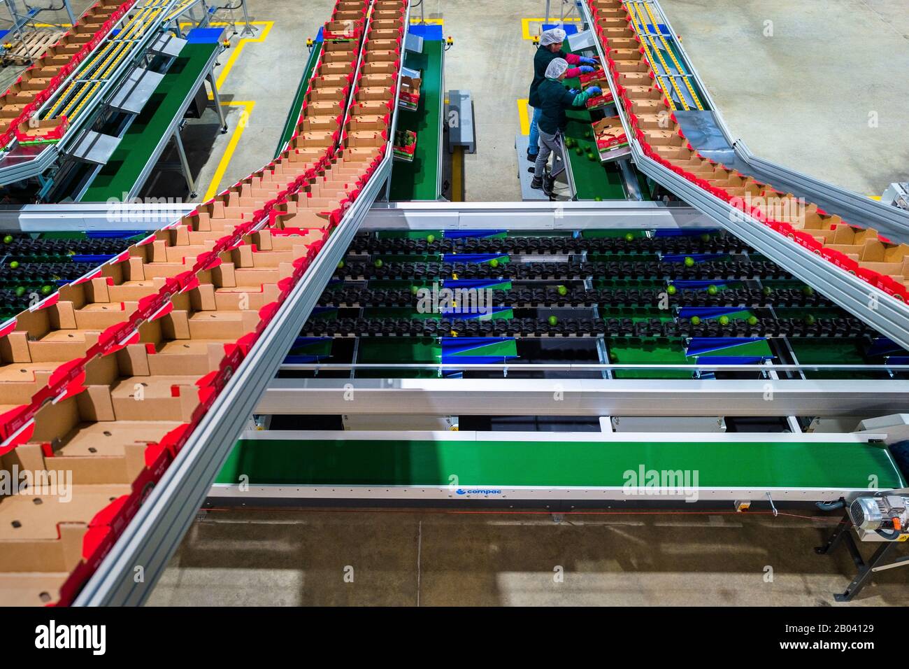 Colombian workers pack avocados into boxes during the packing process ...