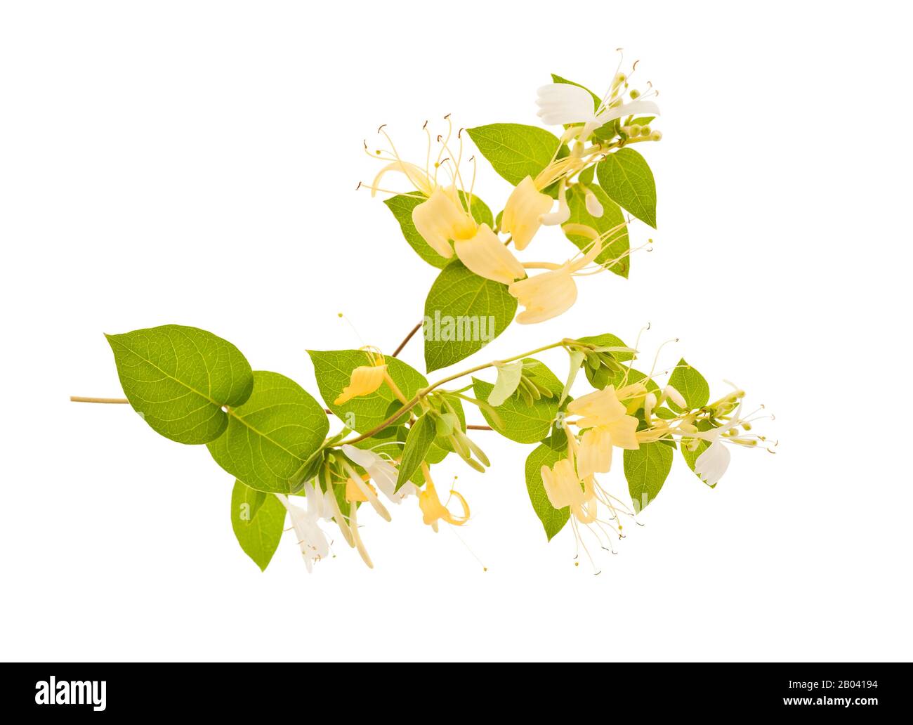 honeysuckle Sprig with flowers isolated on white background Stock Photo ...