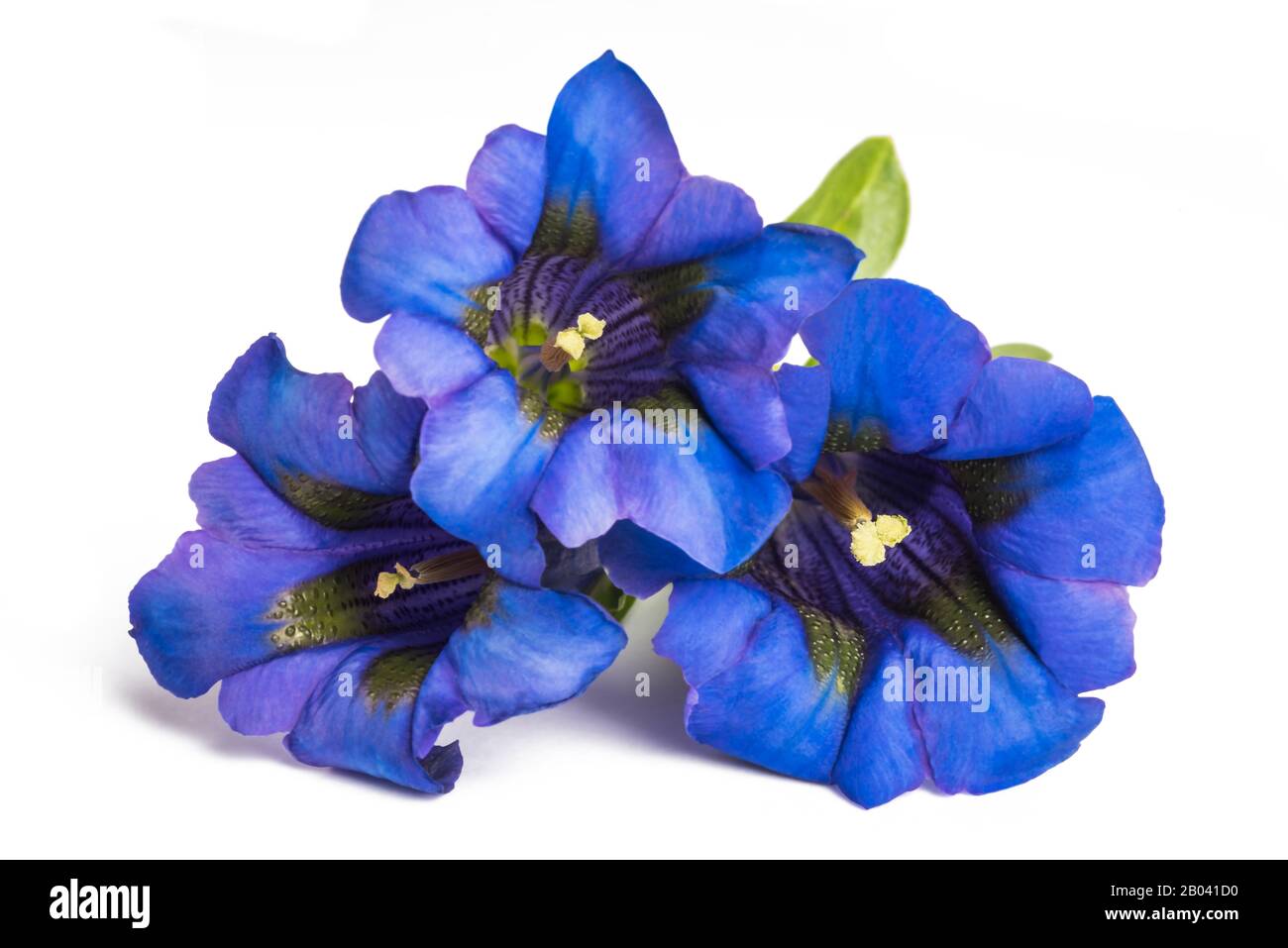 Gentian flowers ( Gentiana acaulis ) isolated on white Stock Photo - Alamy