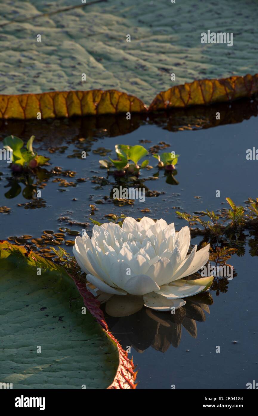 Victoria amazonica giant water lily hi-res stock photography and images ...