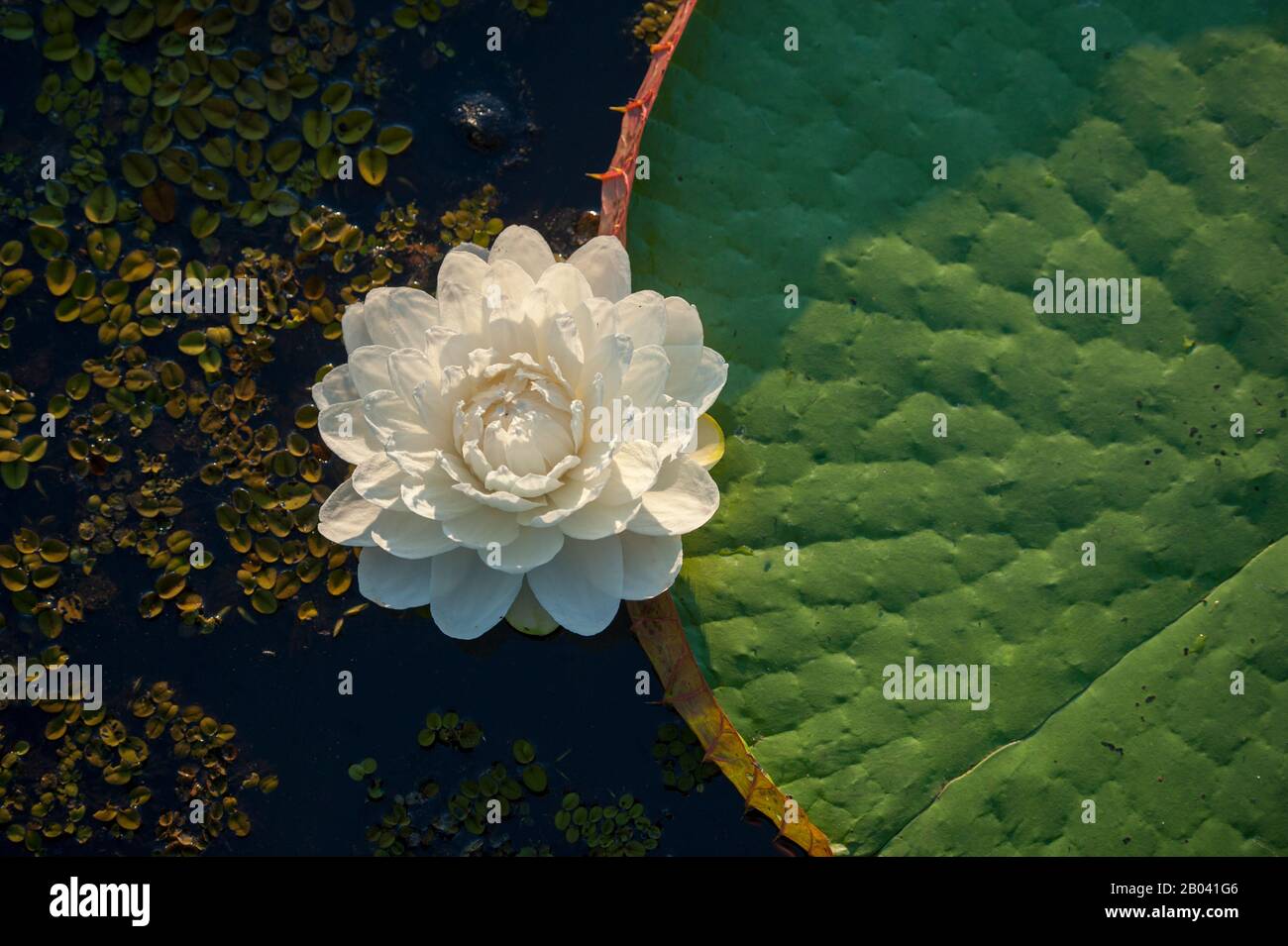 Victoria amazonica giant water lily hi-res stock photography and images ...