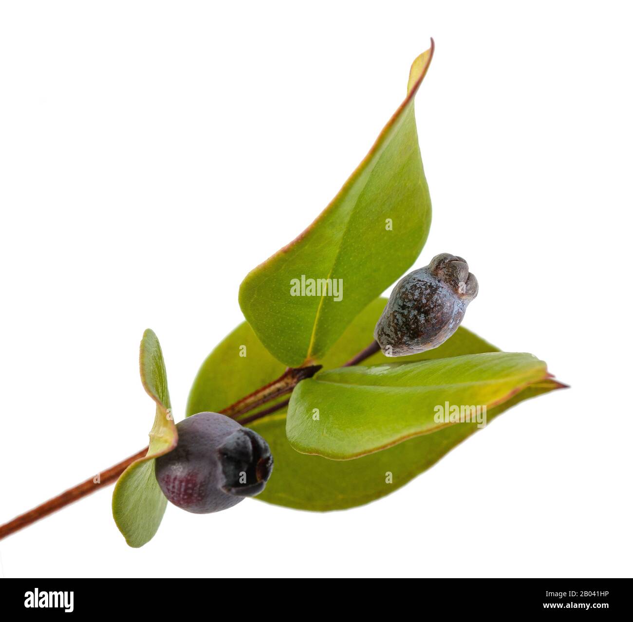 Myrtus communis myrtle tree hi-res stock photography and images - Alamy