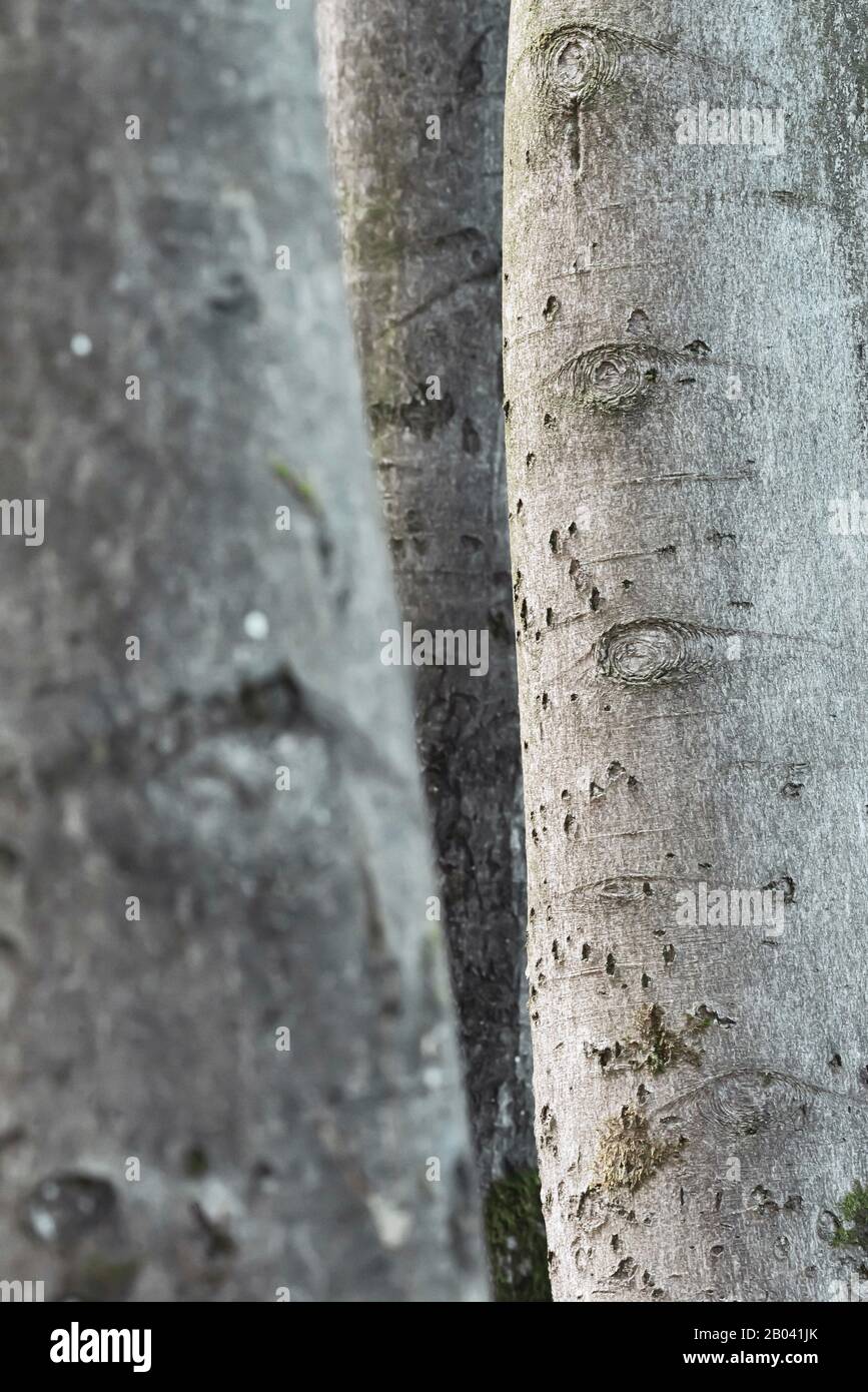 Grey tree trunks hi-res stock photography and images - Alamy