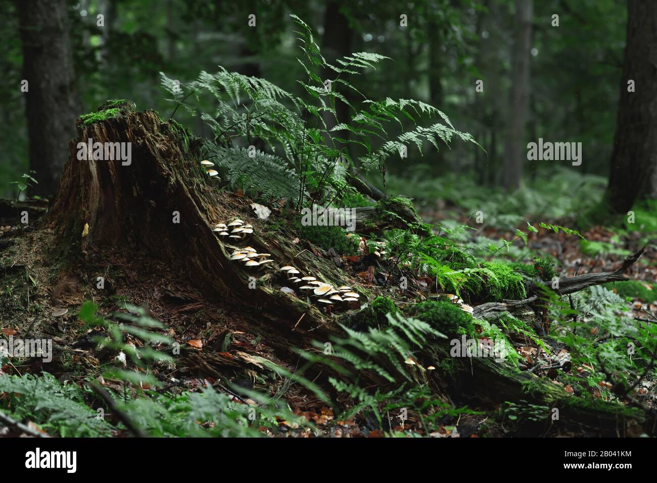 Dead tree stump with mushrooms and ferns in forest Stock Photo - Alamy