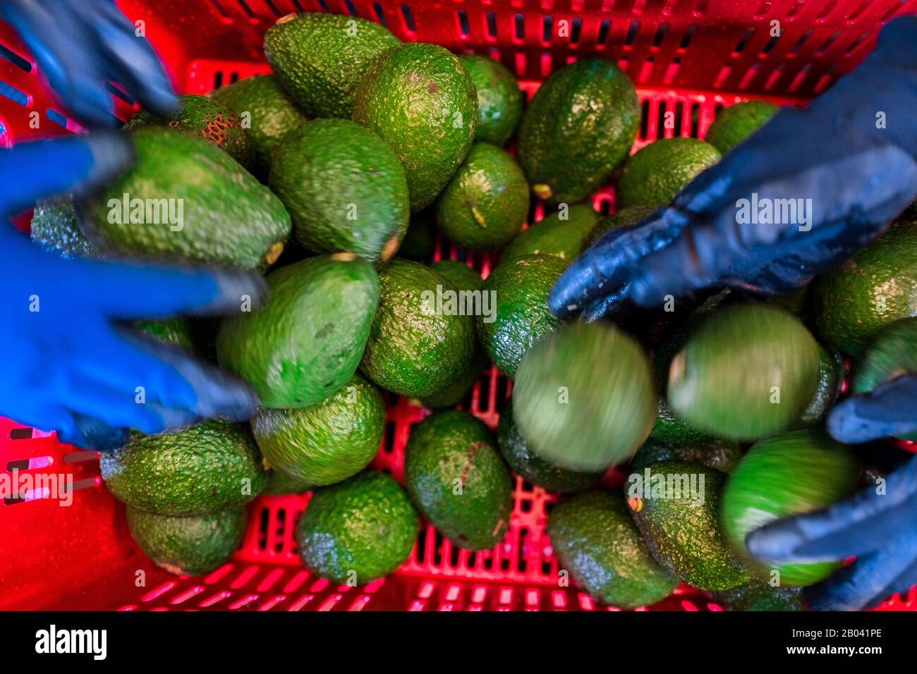Sorting into crates hi-res stock photography and images - Alamy