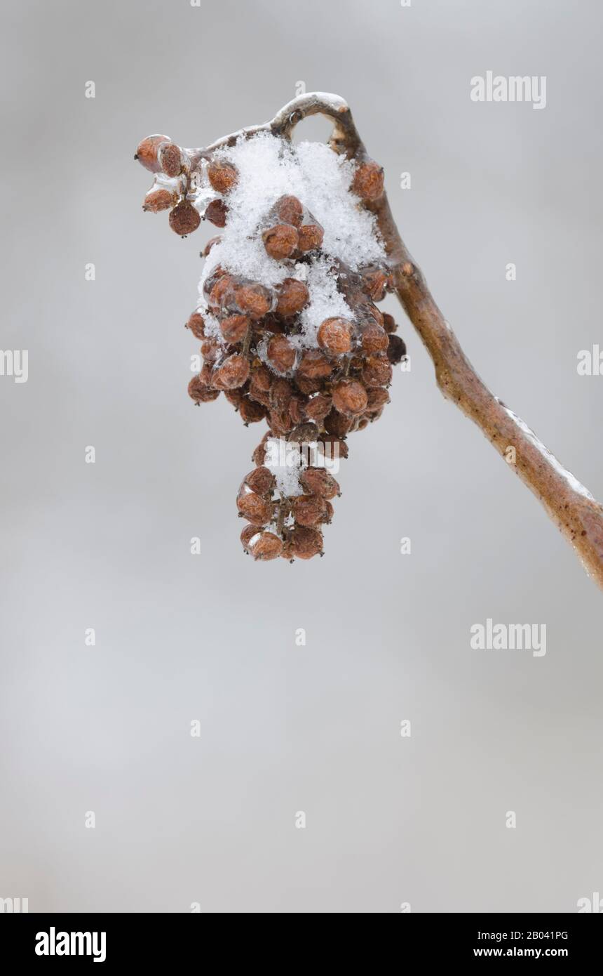 The fruit of the winter hi-res stock photography and images - Alamy