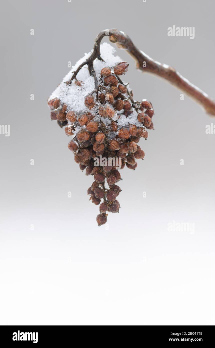 The fruit of the winter hi-res stock photography and images - Alamy