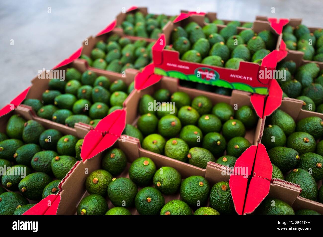 Boxes of avocados are seen aligned on the pallet at a processing plant ...