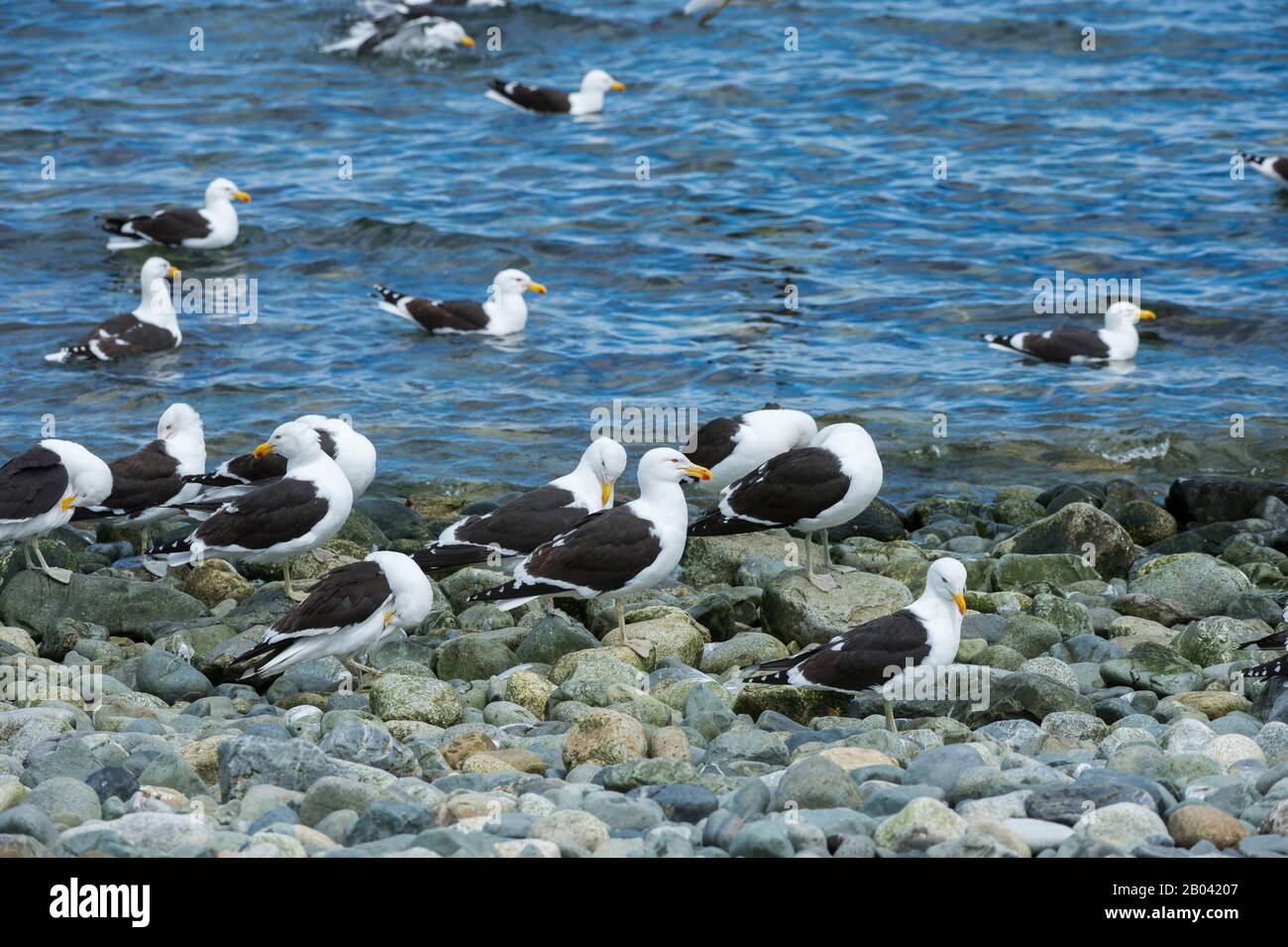 Kelp Gulls (Larus dominicanus), also known as the Dominican Gull, on ...