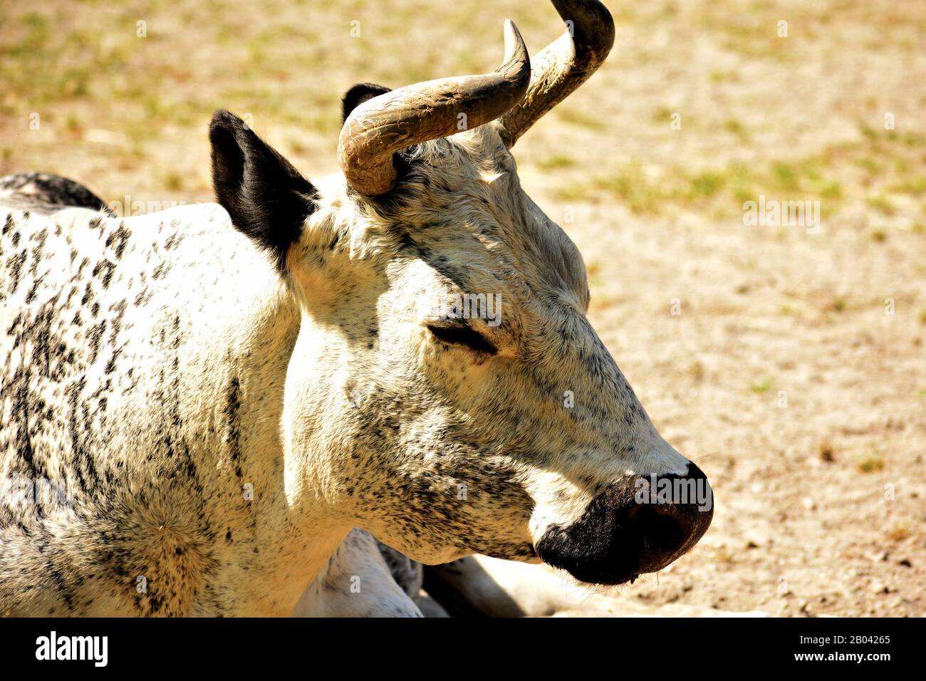 The Randall Lineback is a purebred remnant of lineback-patterned cattle ...