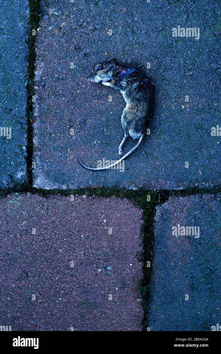 Dead mouse on tiles. Top view Stock Photo - Alamy
