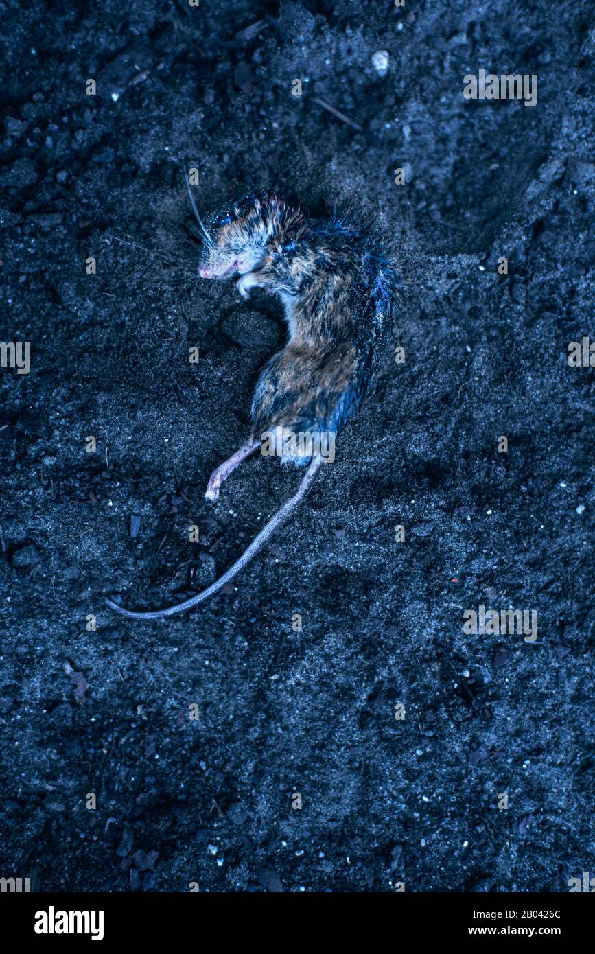 Dead mouse in dirt. Top view Stock Photo - Alamy