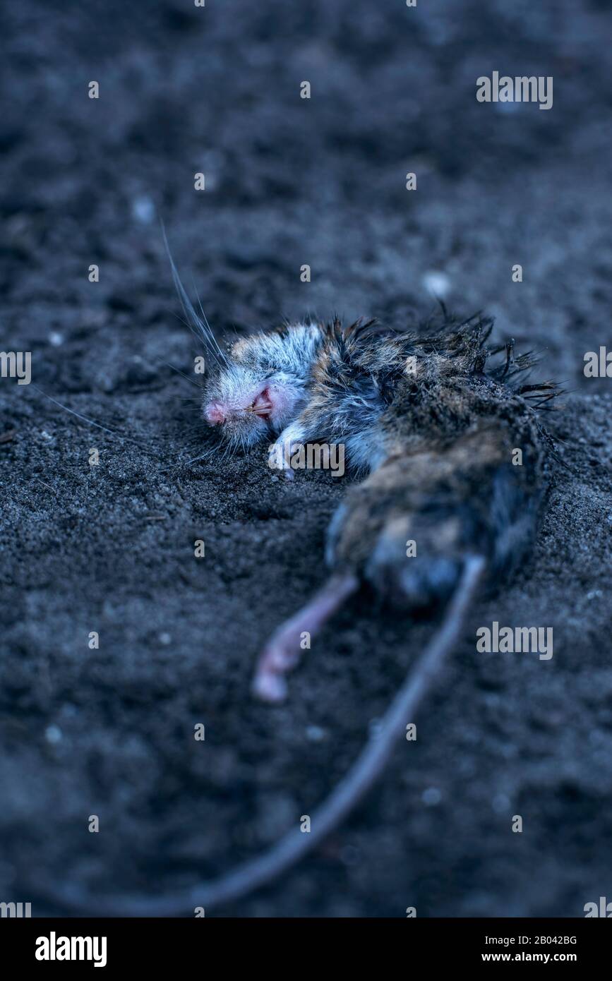 Dead mouse lying in soil Stock Photo - Alamy