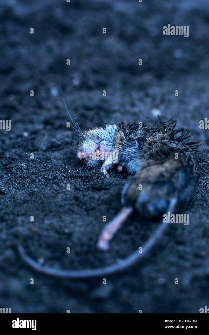 Dead mouse lying in soil Stock Photo - Alamy