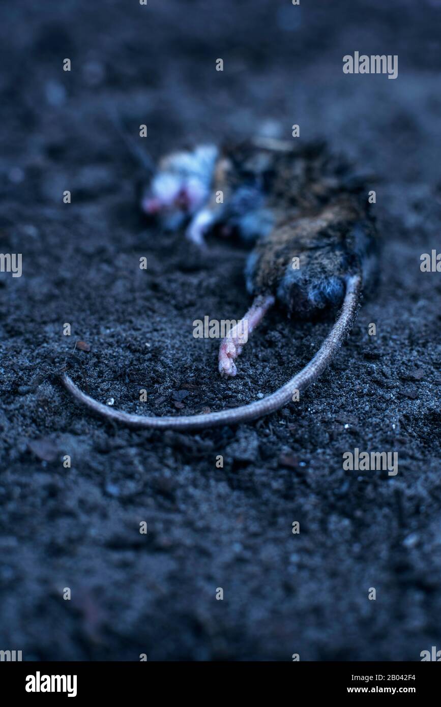 Dead mouse lying in soil Stock Photo - Alamy