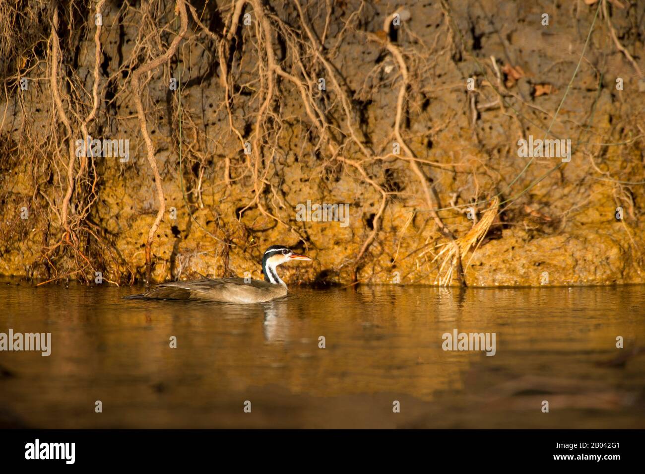 American Finfoot Heliornis Fulica High Resolution Stock Photography and ...