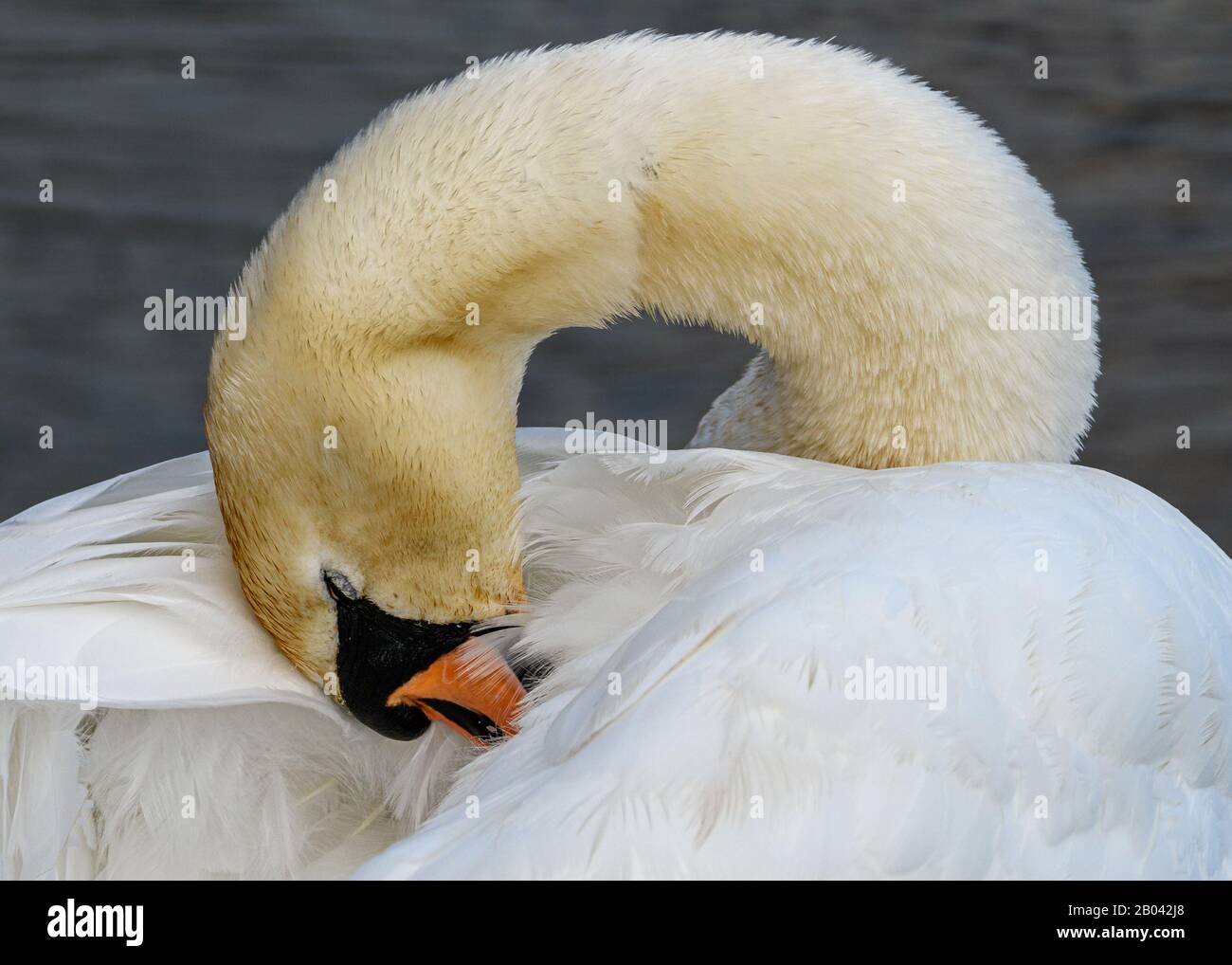 Swan preening at Leighton Moss RSPB reserve Stock Photo - Alamy