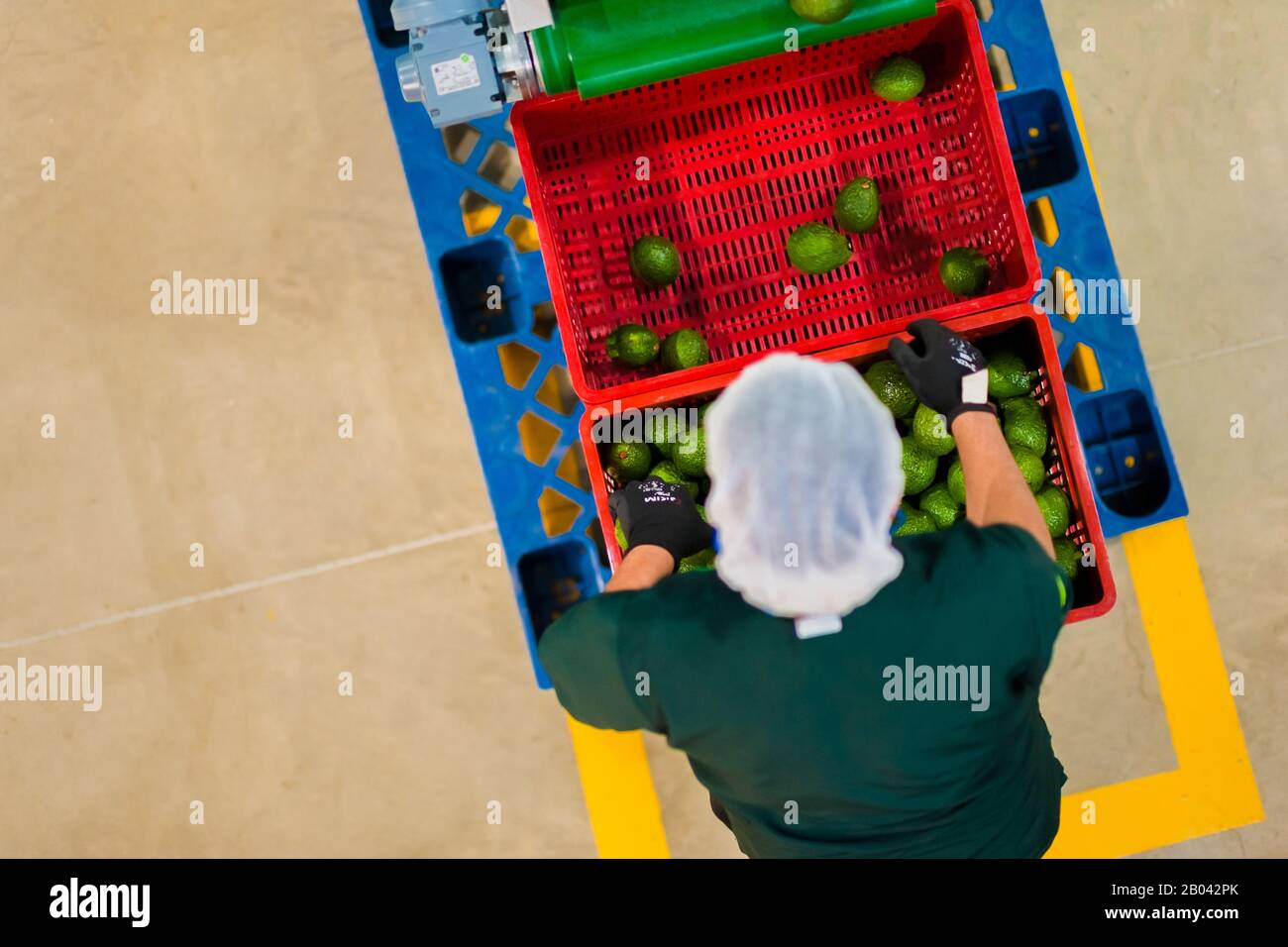 Avocado processing plant hi-res stock photography and images - Alamy