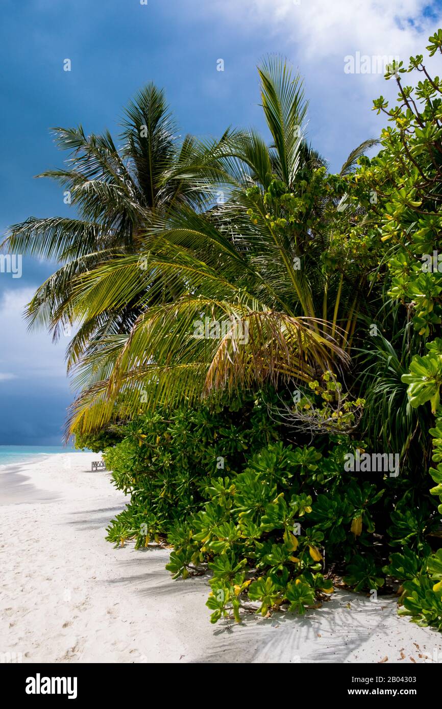 view of the typical vegetation of maldives Stock Photo - Alamy