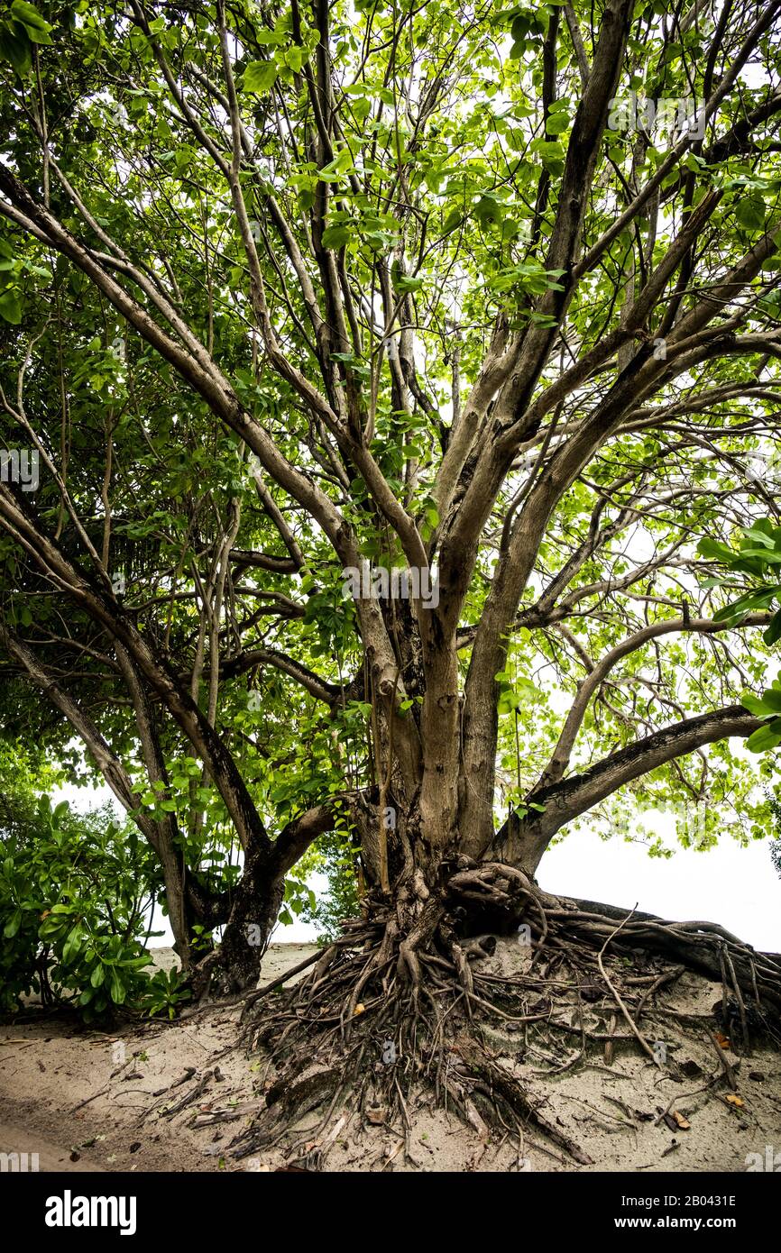 view of a big tree in an island in maldives Stock Photo - Alamy