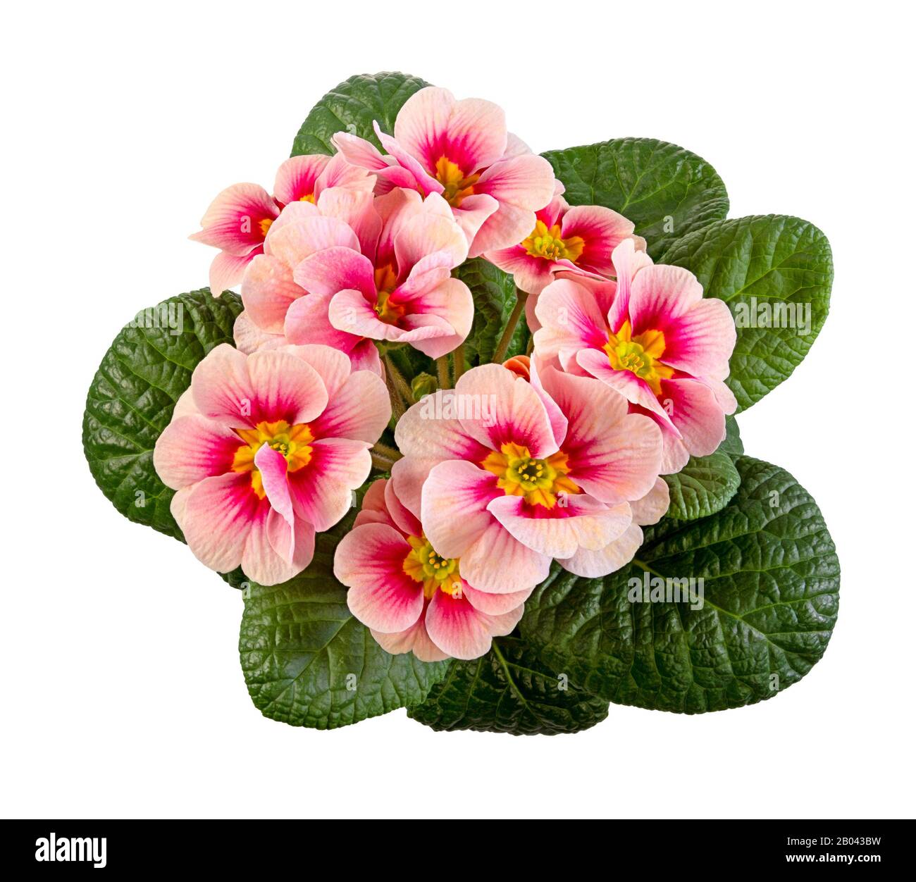 Primrose isolated hi-res stock photography and images - Alamy