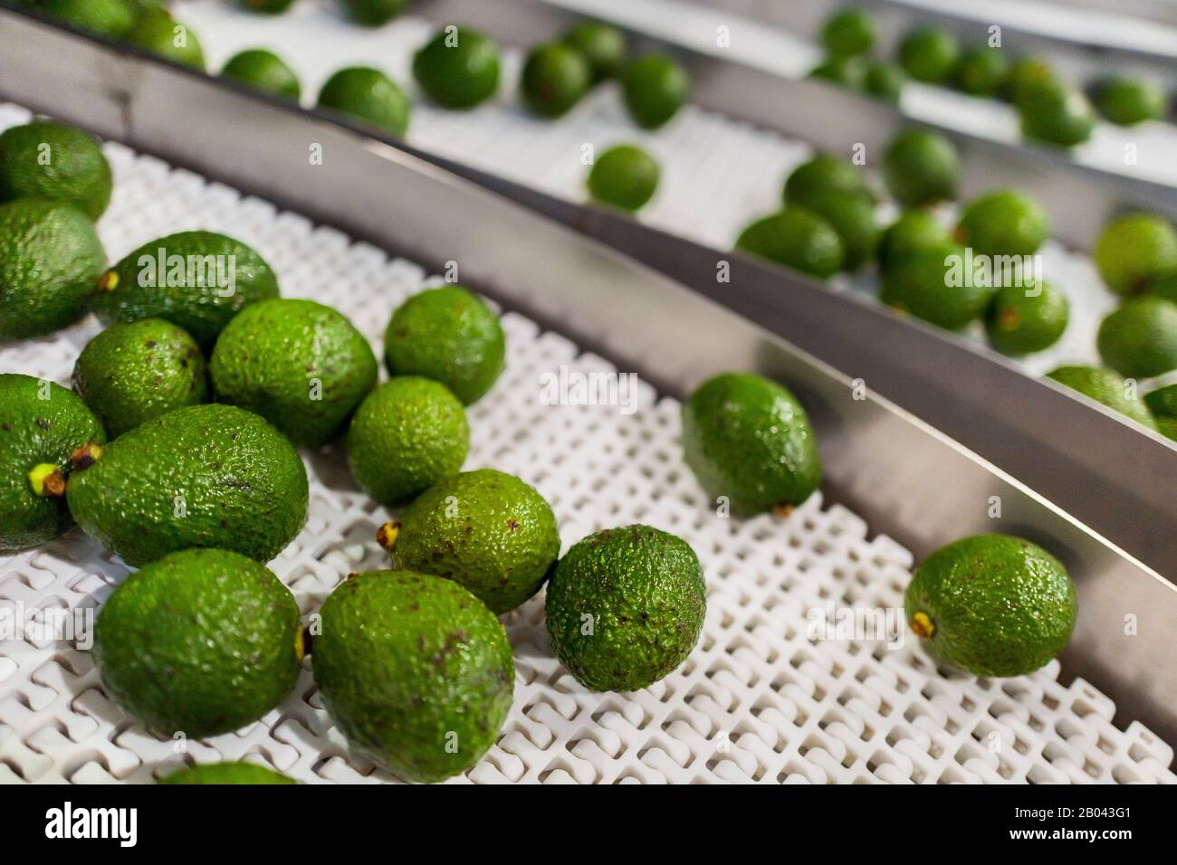 Avocados are seen moving along a conveyor belt during the packing ...