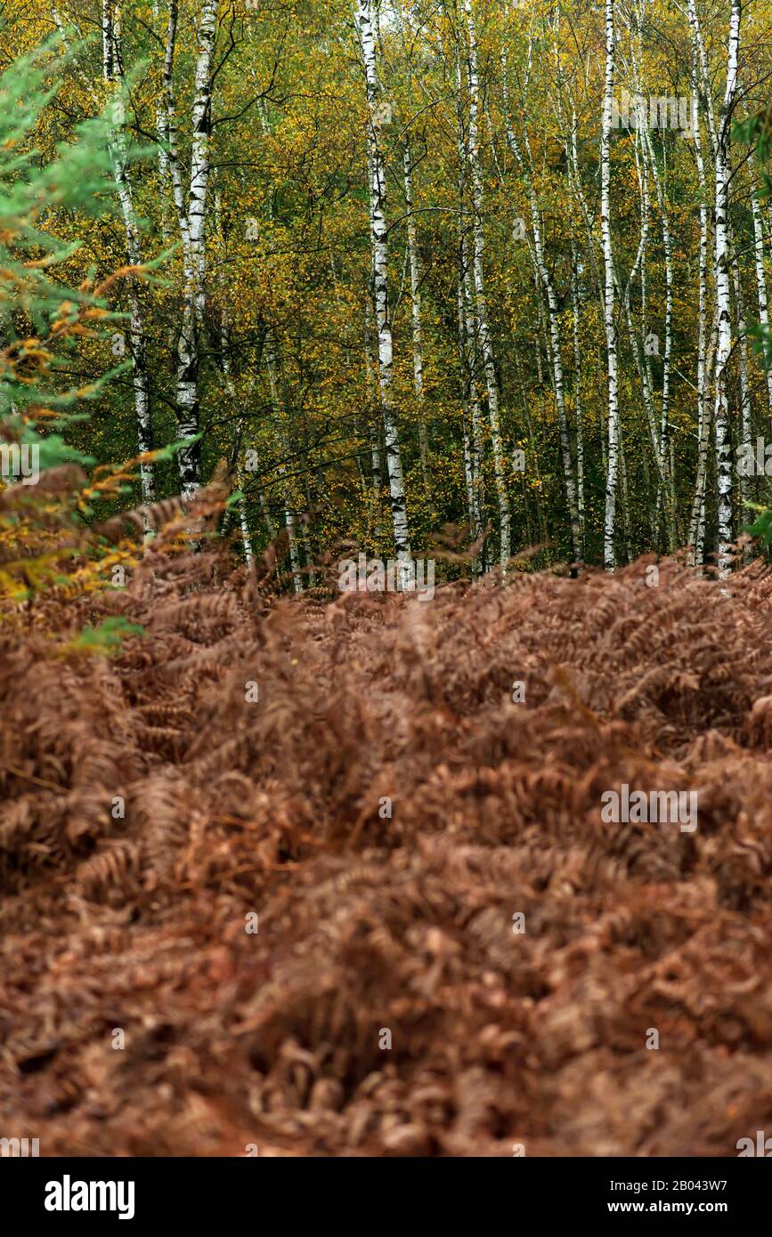 Birch trees with yellow foliage and brown decayed ferns in autumn ...