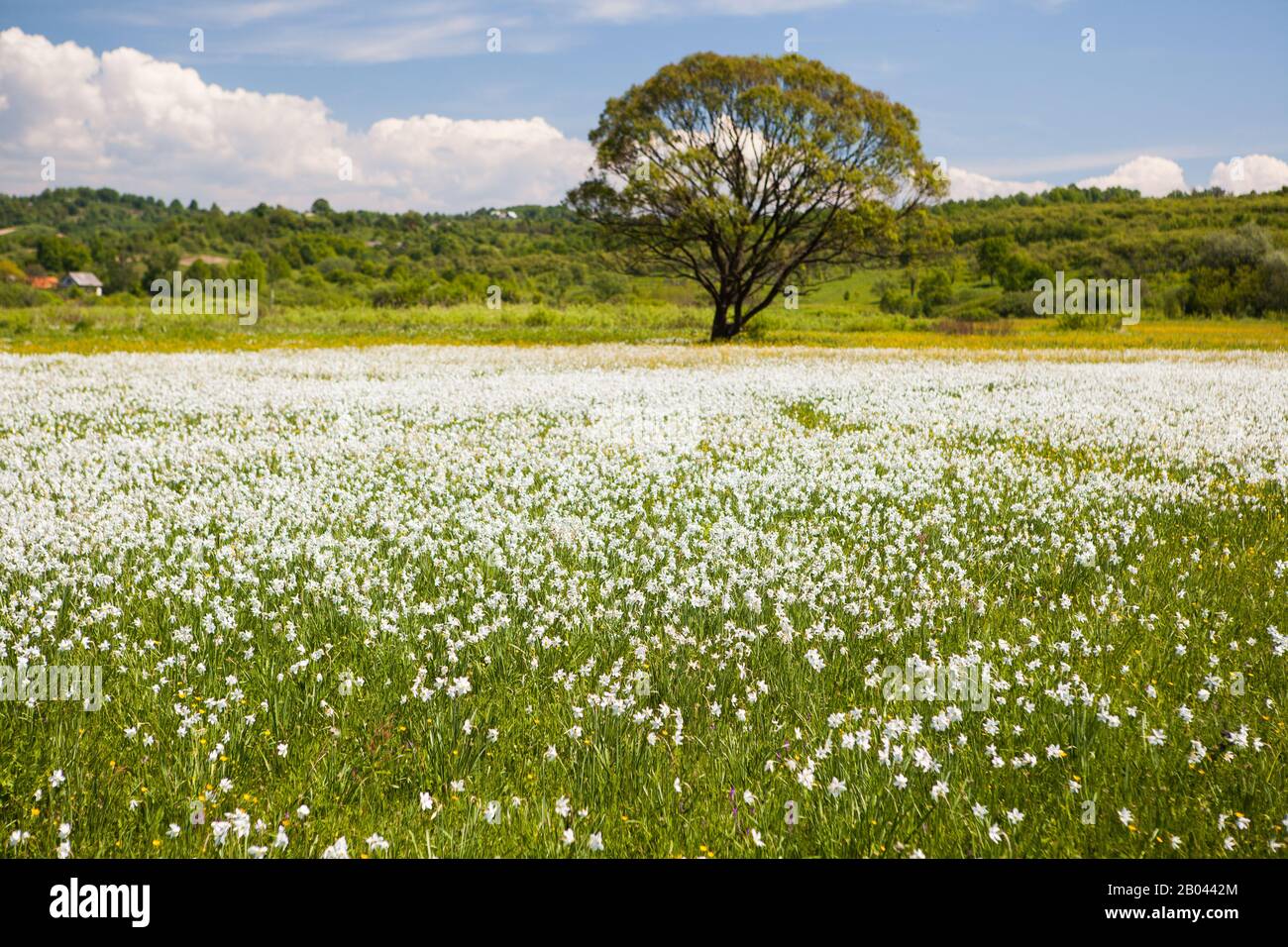 Famous ukraninan landscape - Valley of wild Narcissus with tree on ...