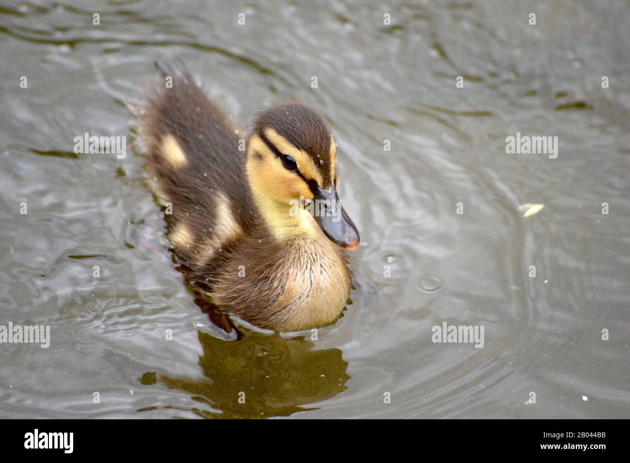 Water off a duckling's back Stock Photo - Alamy
