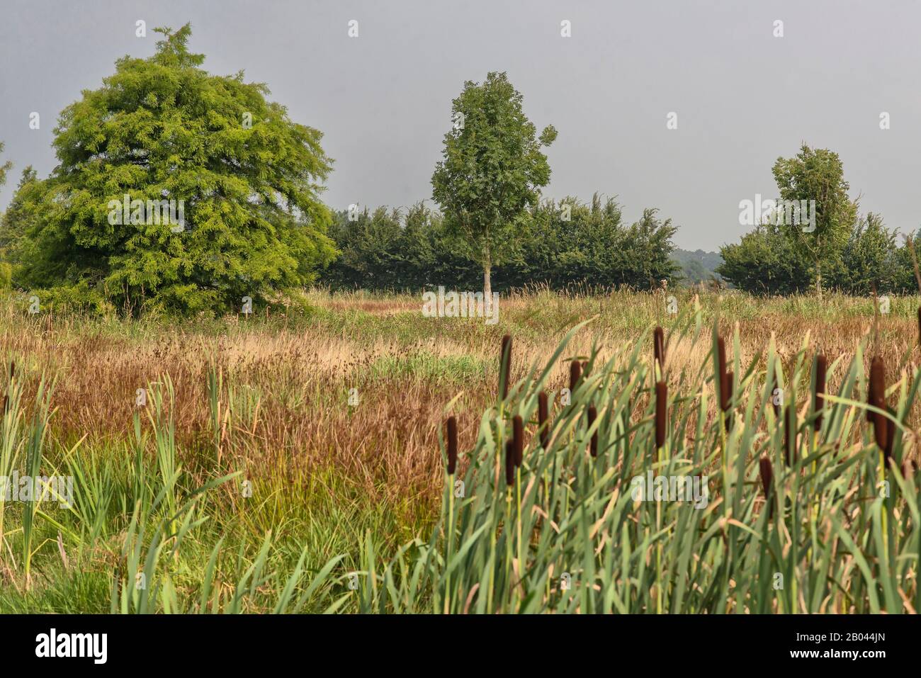 Nature reserve with reed, trees and grass under blue sky Stock Photo ...