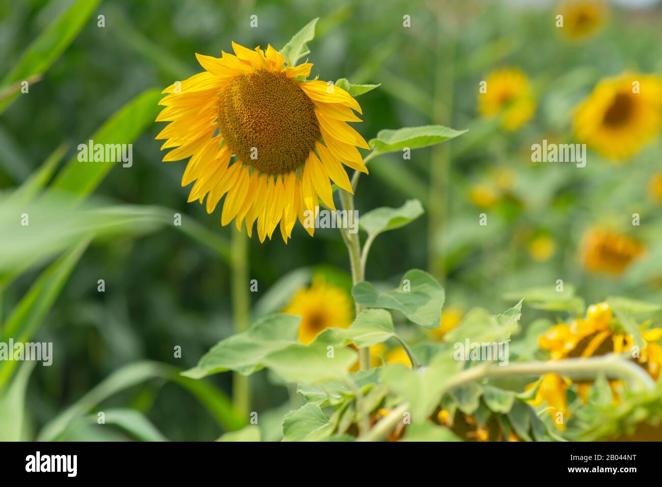 Sunflower tournesol helianthus annuus hi-res stock photography and ...