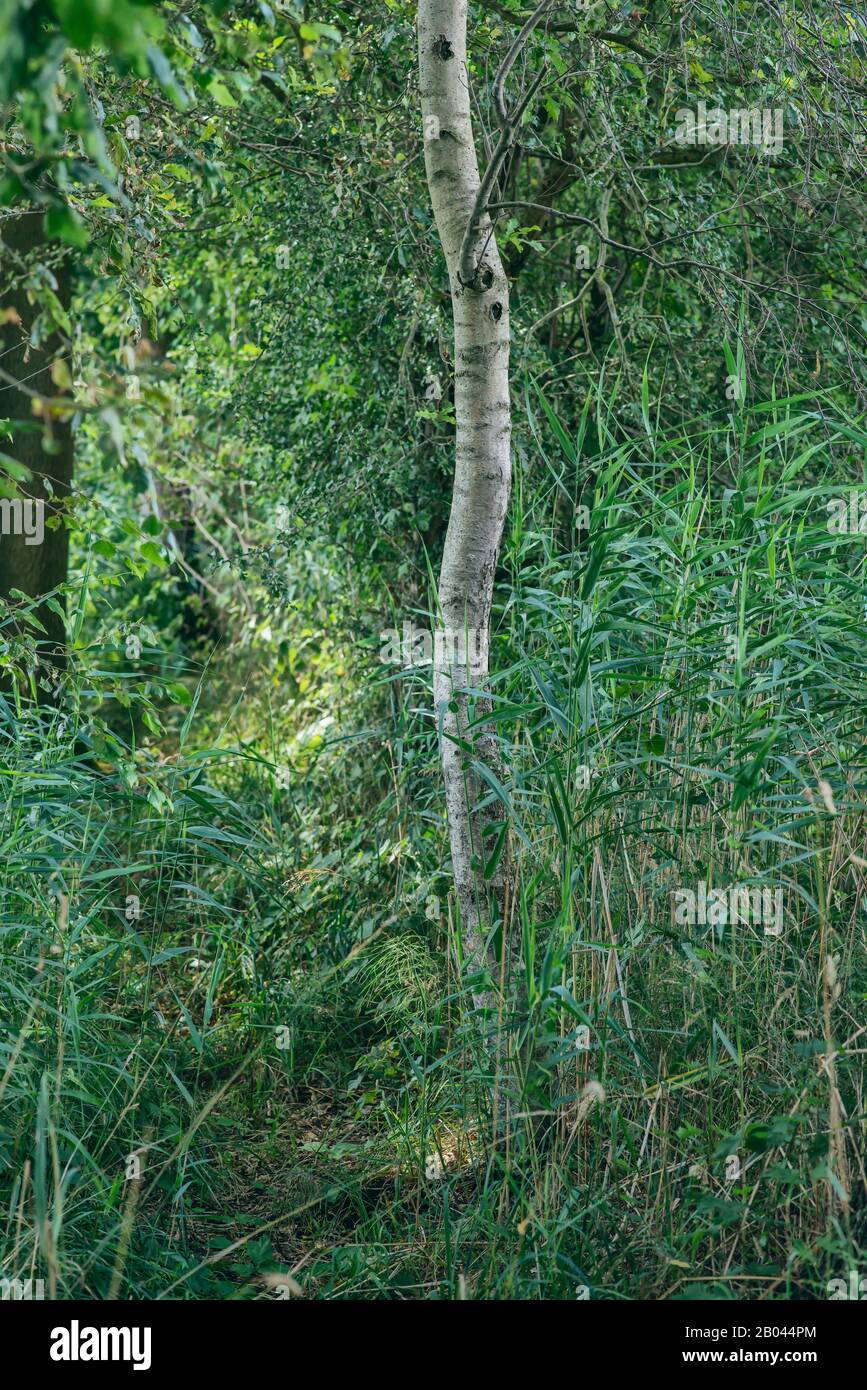 Birch trunk between reed in forest during summer Stock Photo - Alamy