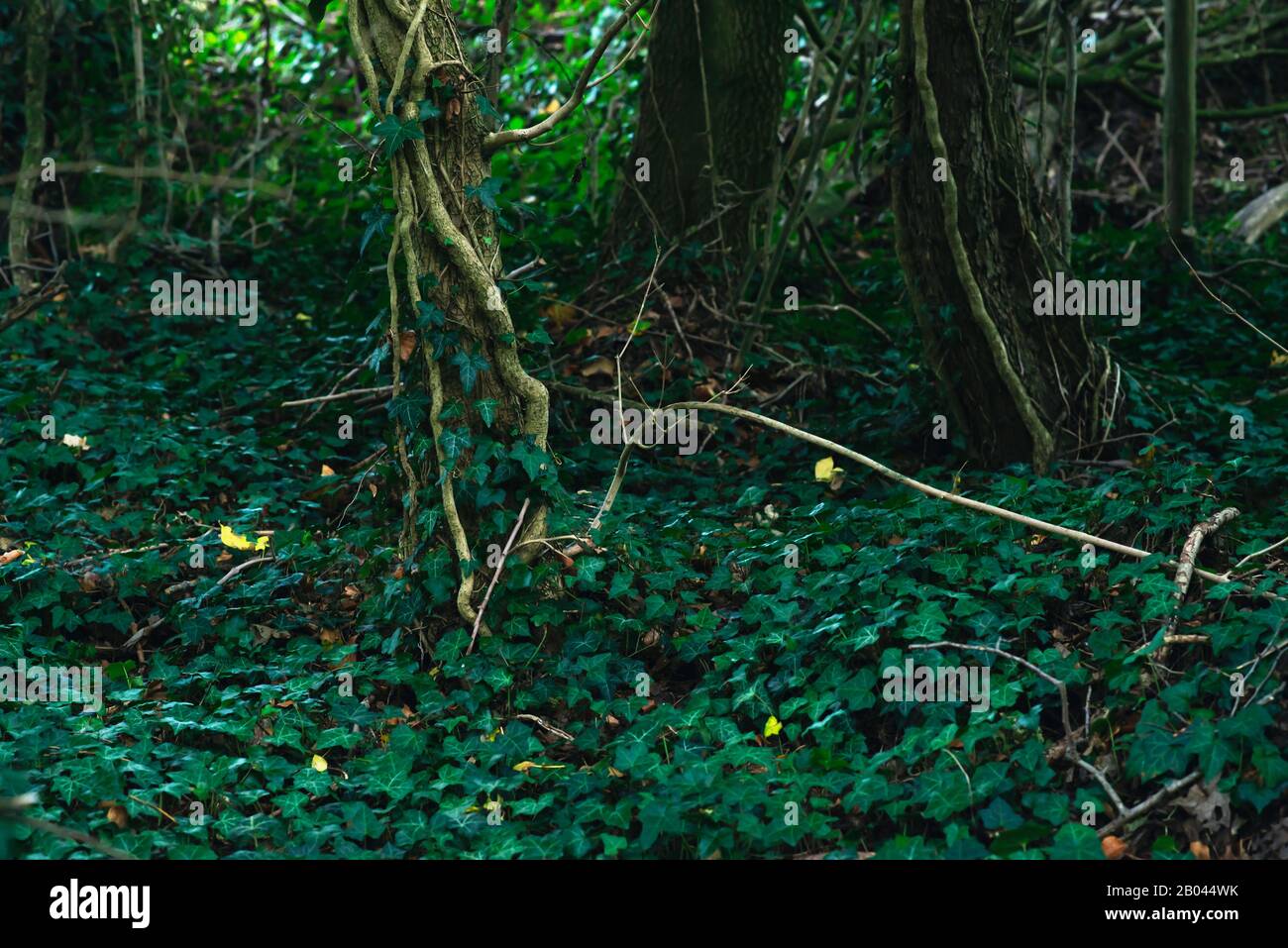 Picturesque ground cover plant hi-res stock photography and images - Alamy