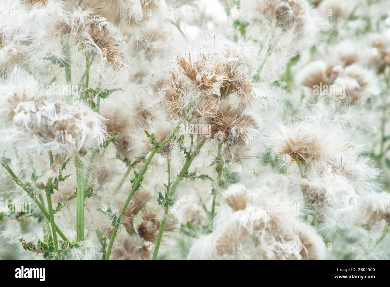 Fluffy plants hi-res stock photography and images - Alamy