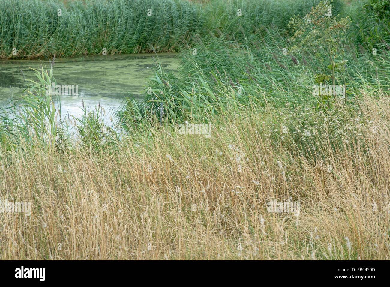 Ditch with tall grass and reed during summer Stock Photo - Alamy