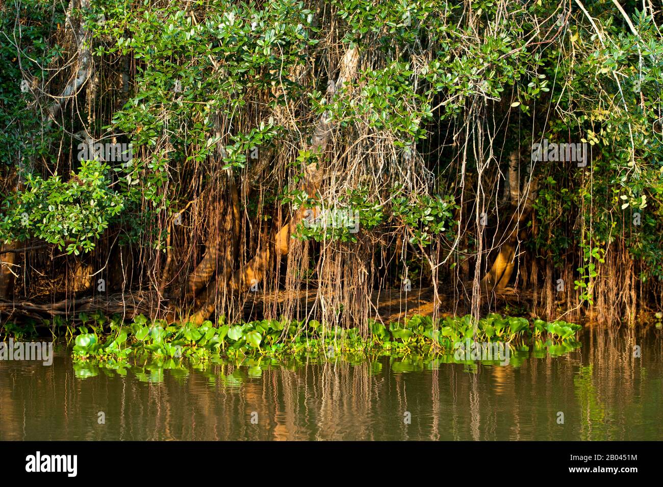 Aerial roots from tree along the Pixaim River in the northern Pantanal ...