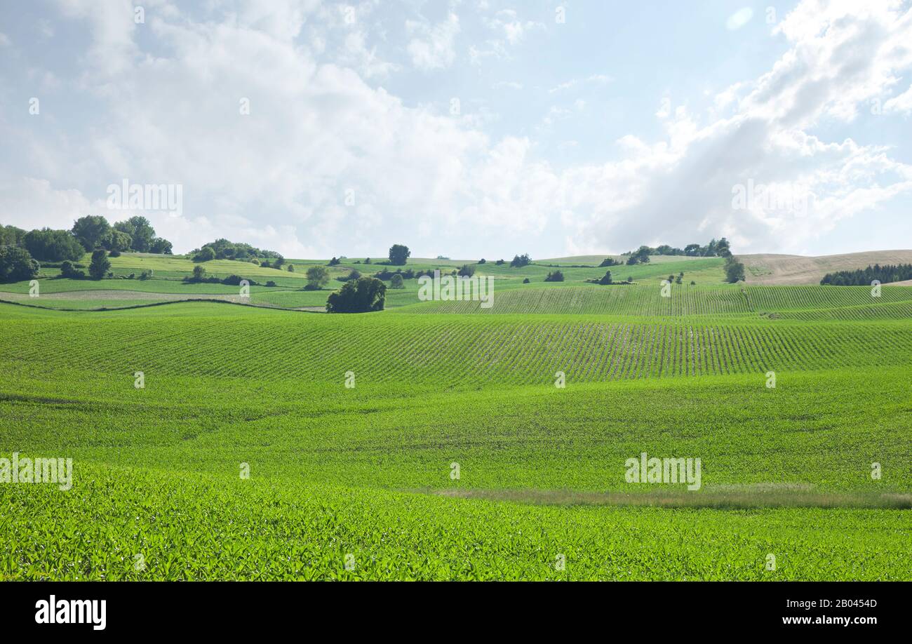 Rolling hills of young corn in Minnesota during spring Stock Photo - Alamy