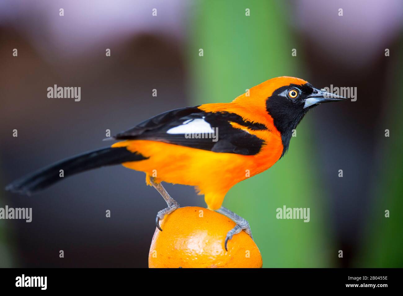 Orange backed troupial icterus croconotus hi-res stock photography and ...