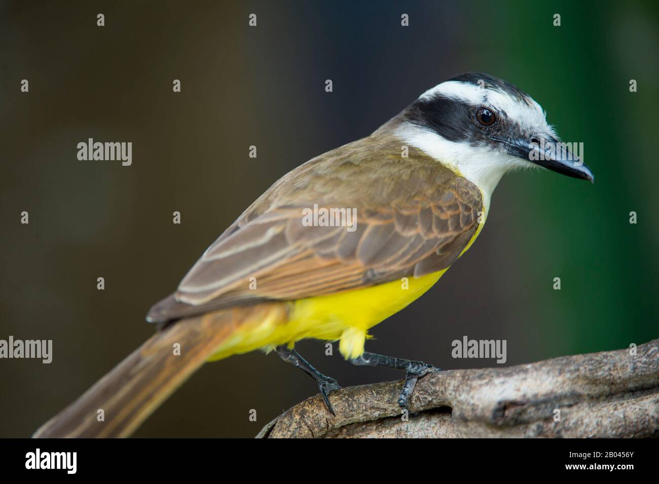 Lesser kiskadee pitangus lector hi-res stock photography and images - Alamy