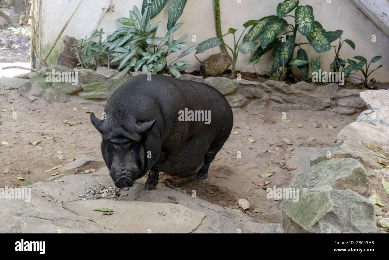 Potbellied black pig having a meal in Yelapa, Mexico Stock Photo - Alamy