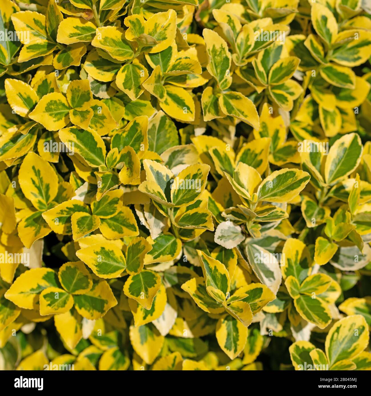 Climbing creeping plants hi-res stock photography and images - Alamy